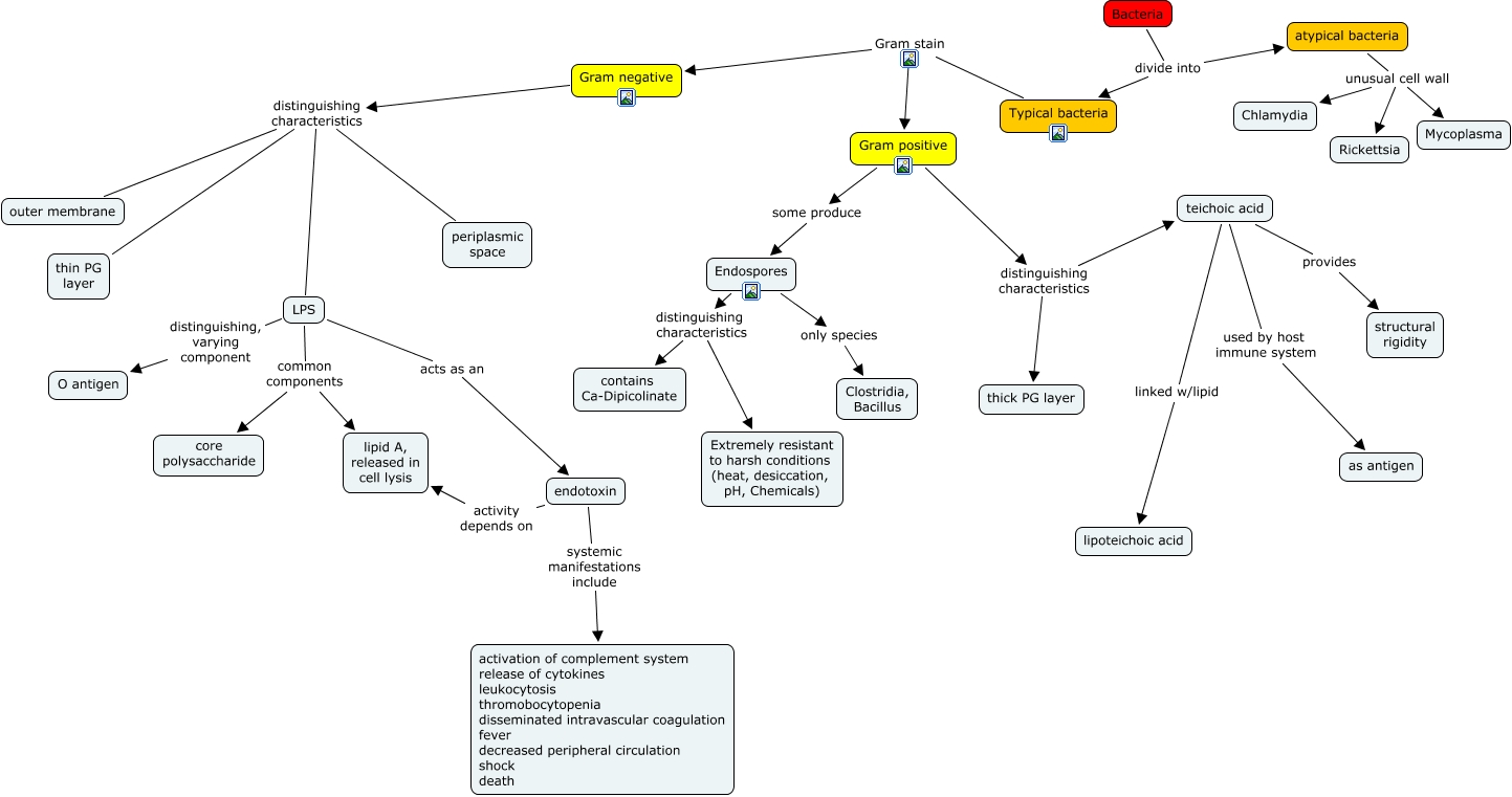 Bacterial Structure and Classification.cmap